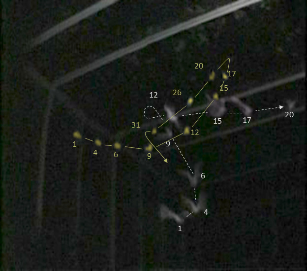 Research & Facilities – Insect Flight Group