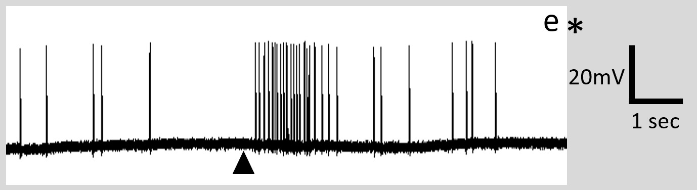 Research & Facilities – Insect Flight Group