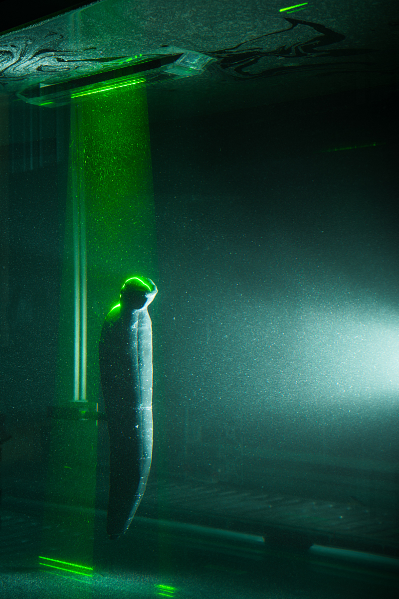 Flow Visualization Lab – Insect Flight Group